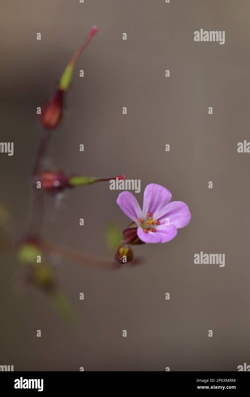 herb robert flower Stock Photo - Alamy