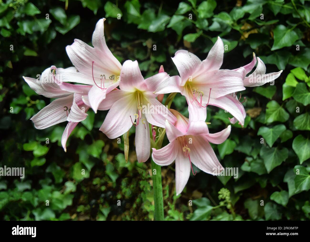 Swamp pink hi-res stock photography and images - Alamy
