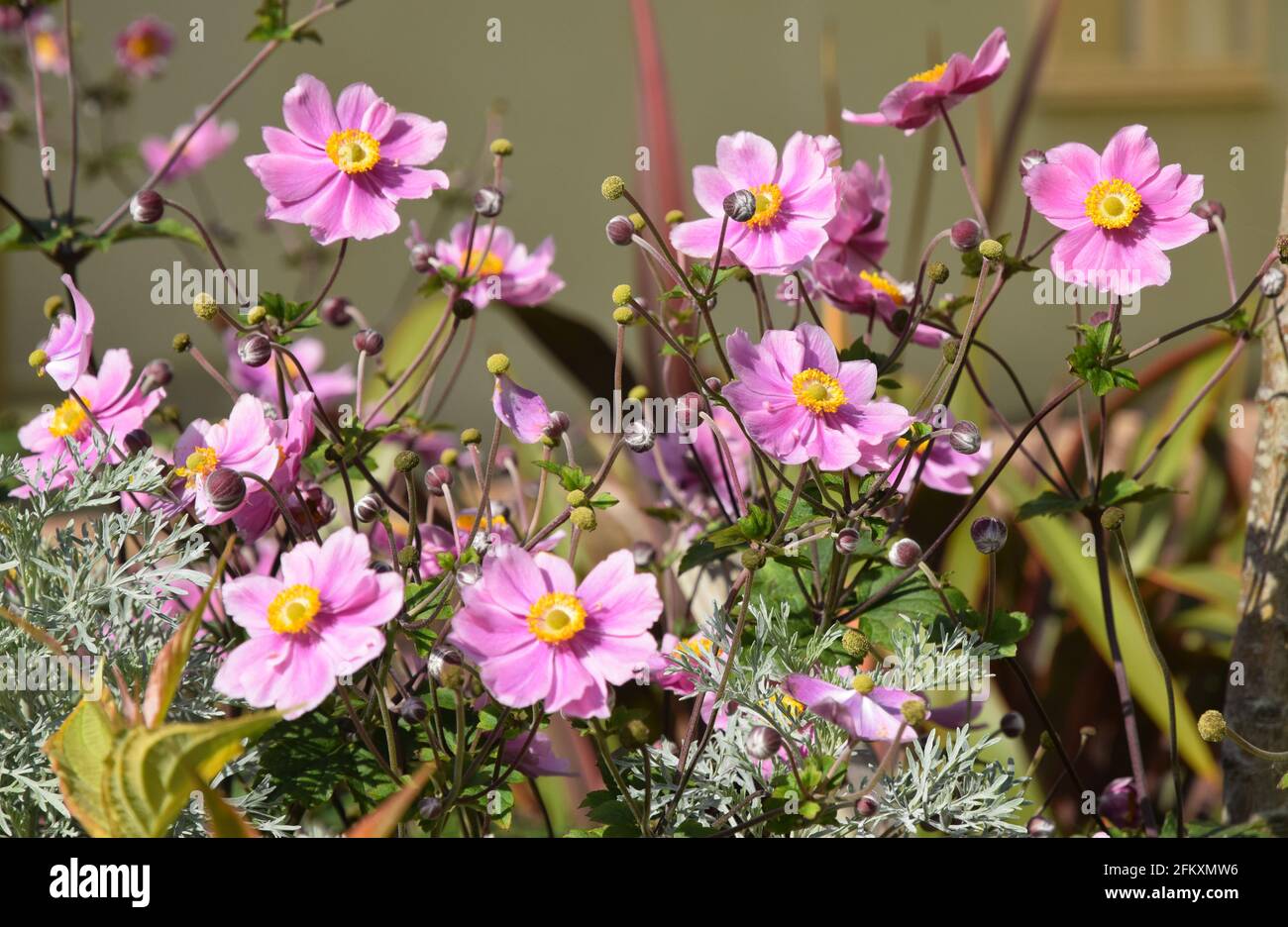 Group growing blooming anemone hi-res stock photography and images - Alamy
