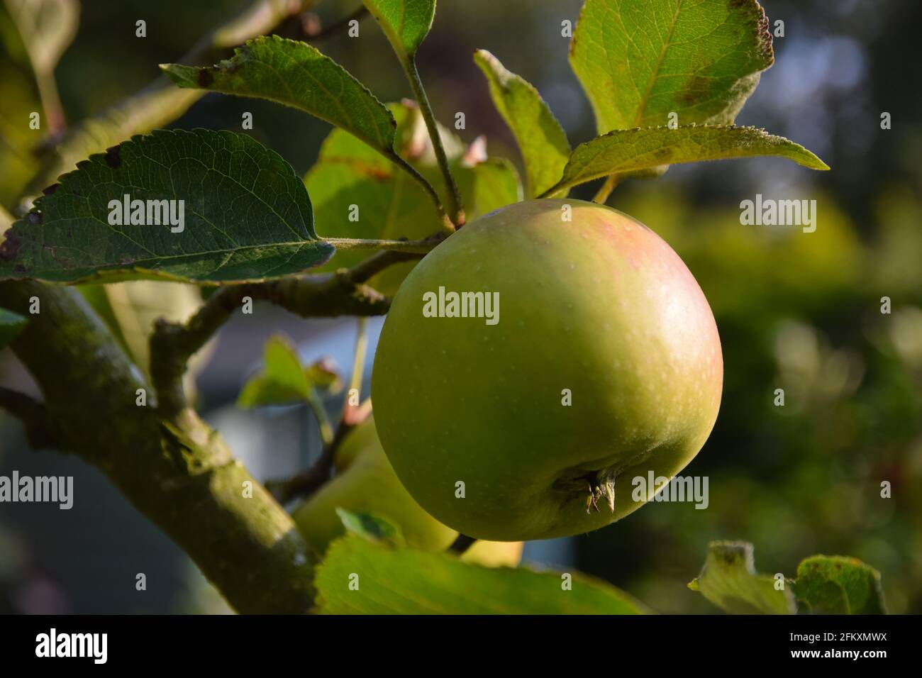 Bramley apples tree uk hi-res stock photography and images - Alamy
