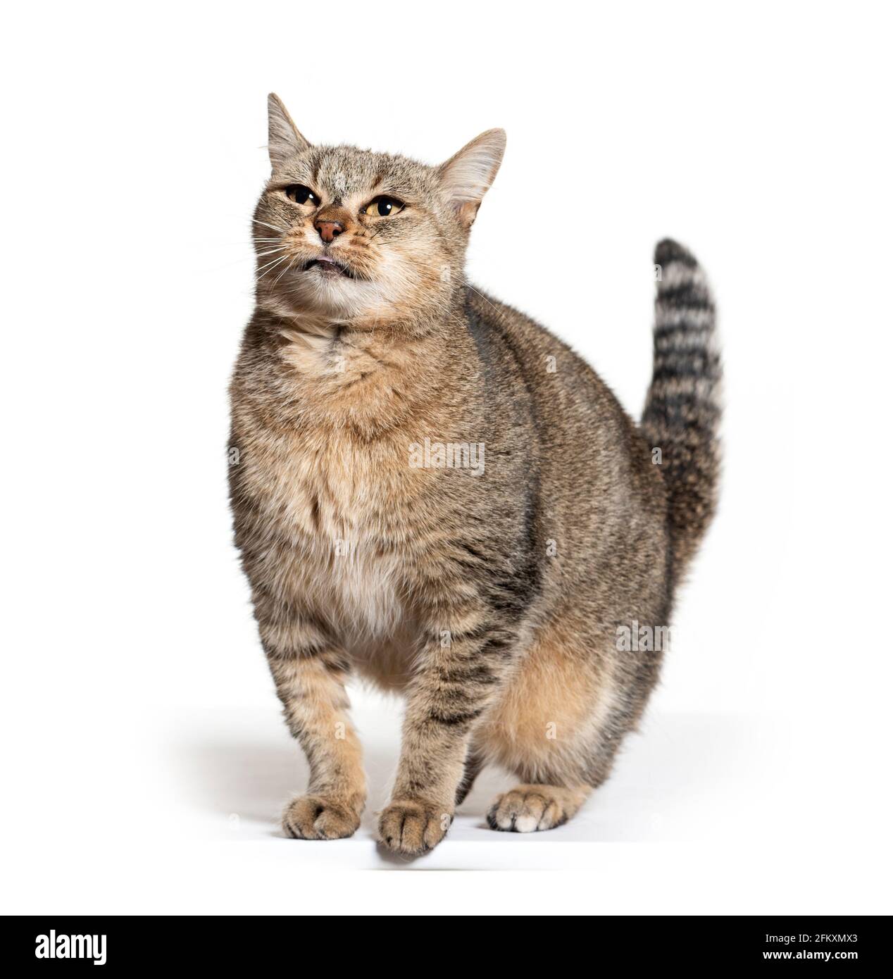 Crossbreed cat looking up, isolated on white Stock Photo - Alamy