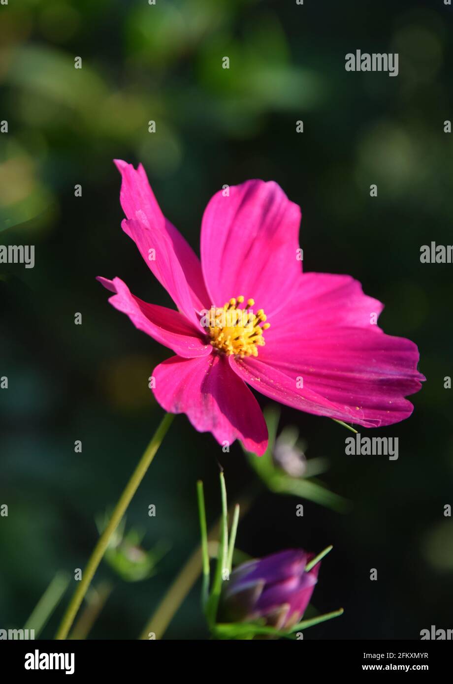 Cosmo flower hi-res stock photography and images - Alamy