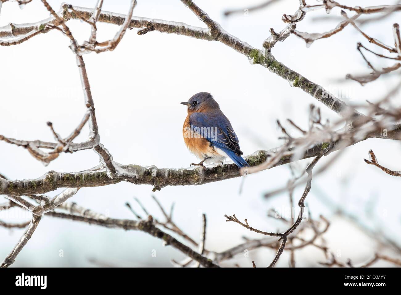 Bluebird in winter tree hi-res stock photography and images - Alamy