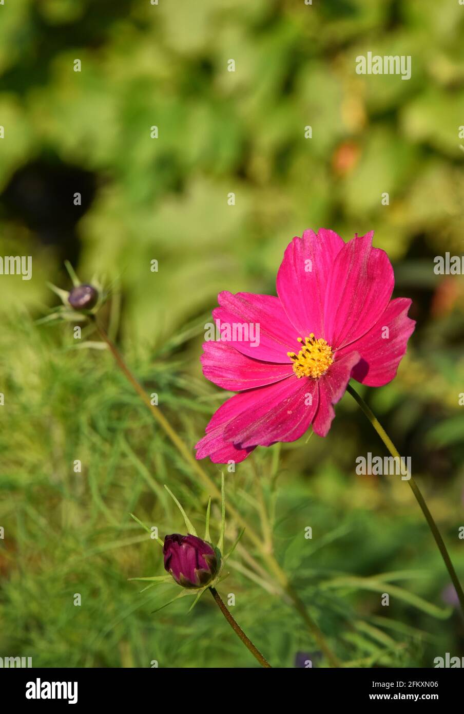 Cosmo flower hi-res stock photography and images - Alamy