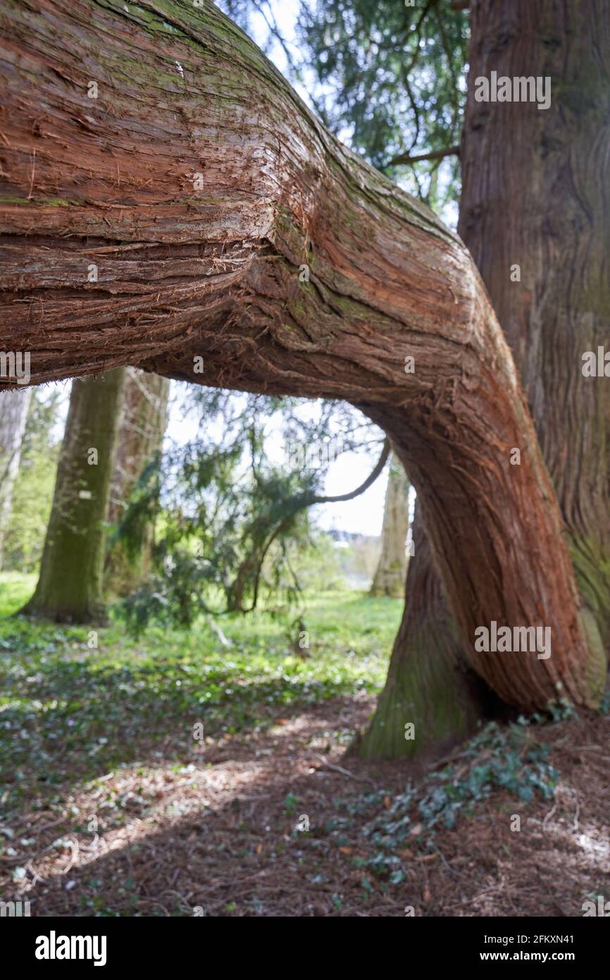 Tree of life (Thuja plicata, Lebensbaum). Brown plant stem with ...