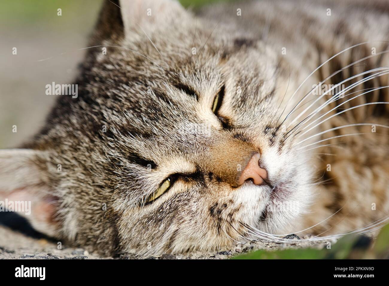 Dozing cat hi-res stock photography and images - Alamy