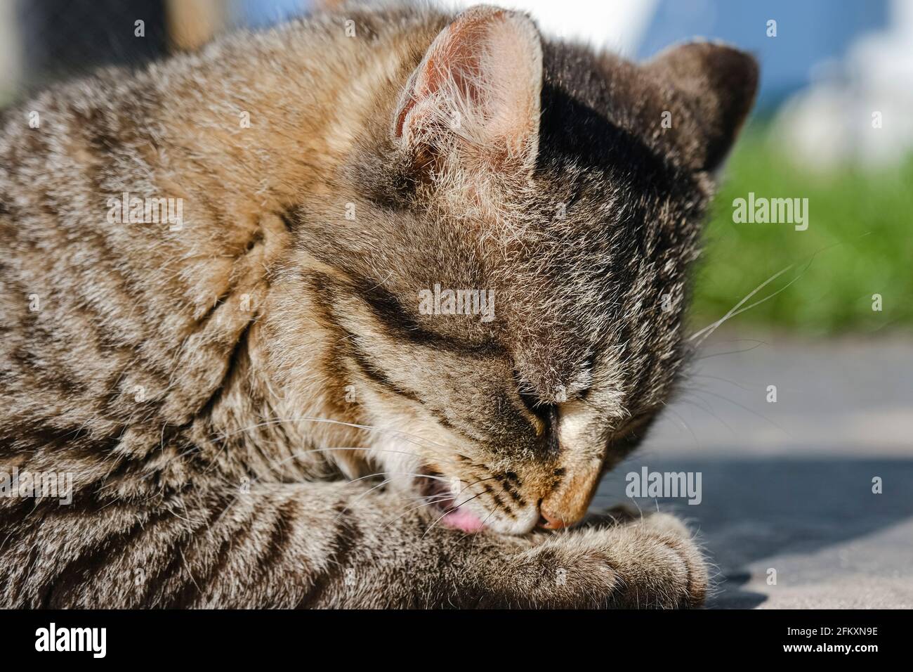 Stray tomcat cat hi-res stock photography and images - Alamy