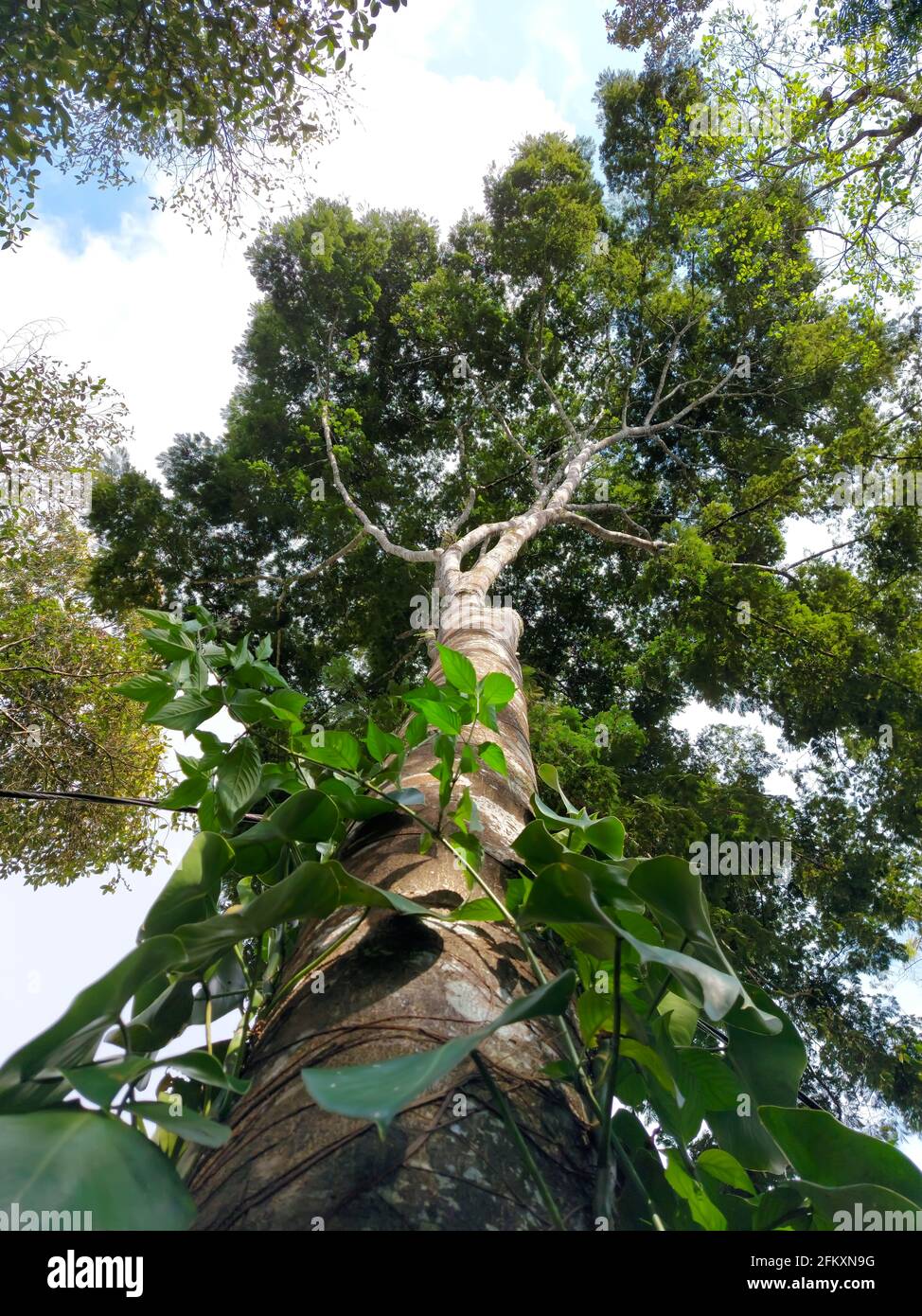 Creeper tree trunk hi-res stock photography and images - Alamy