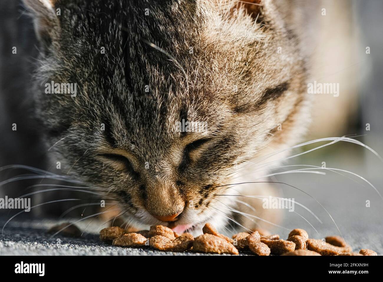 Fluffy stray cat eating cat food. Cat portrait close up Stock Photo - Alamy