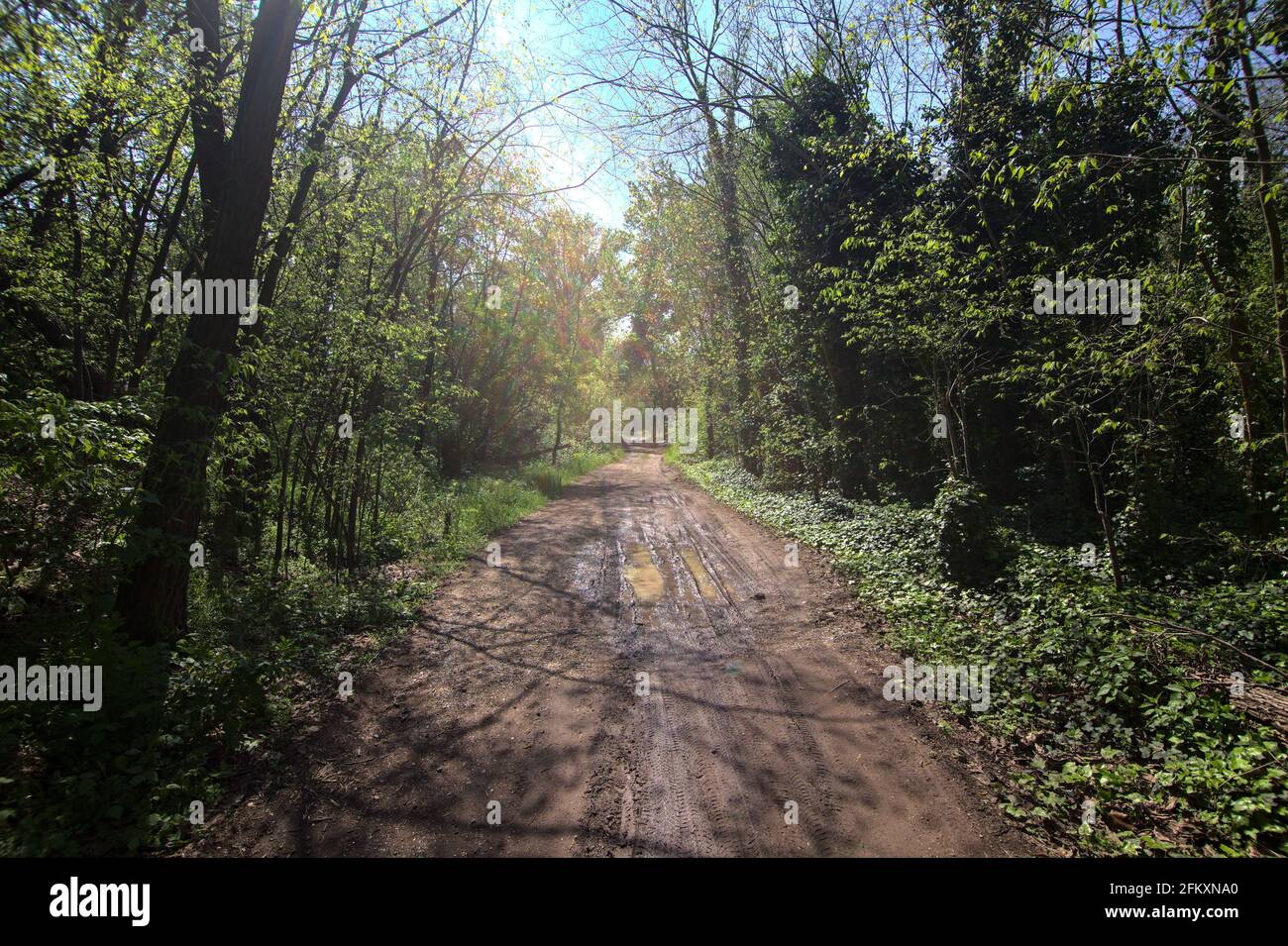 Muddy path in the shade in a park in the italian countryside Stock ...