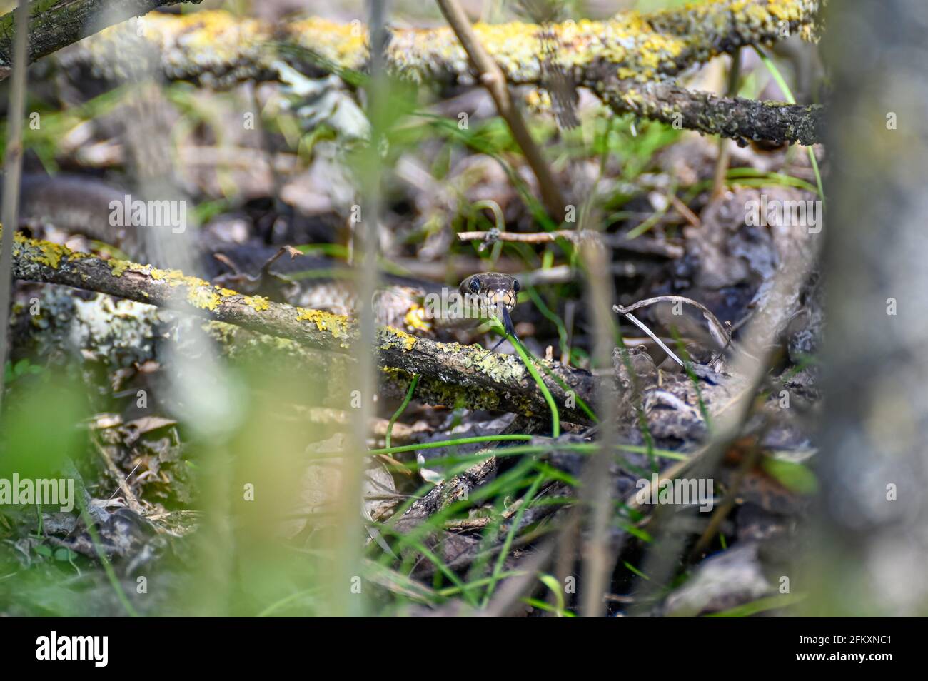 small grass snake a sunny warm day in may Stock Photo - Alamy