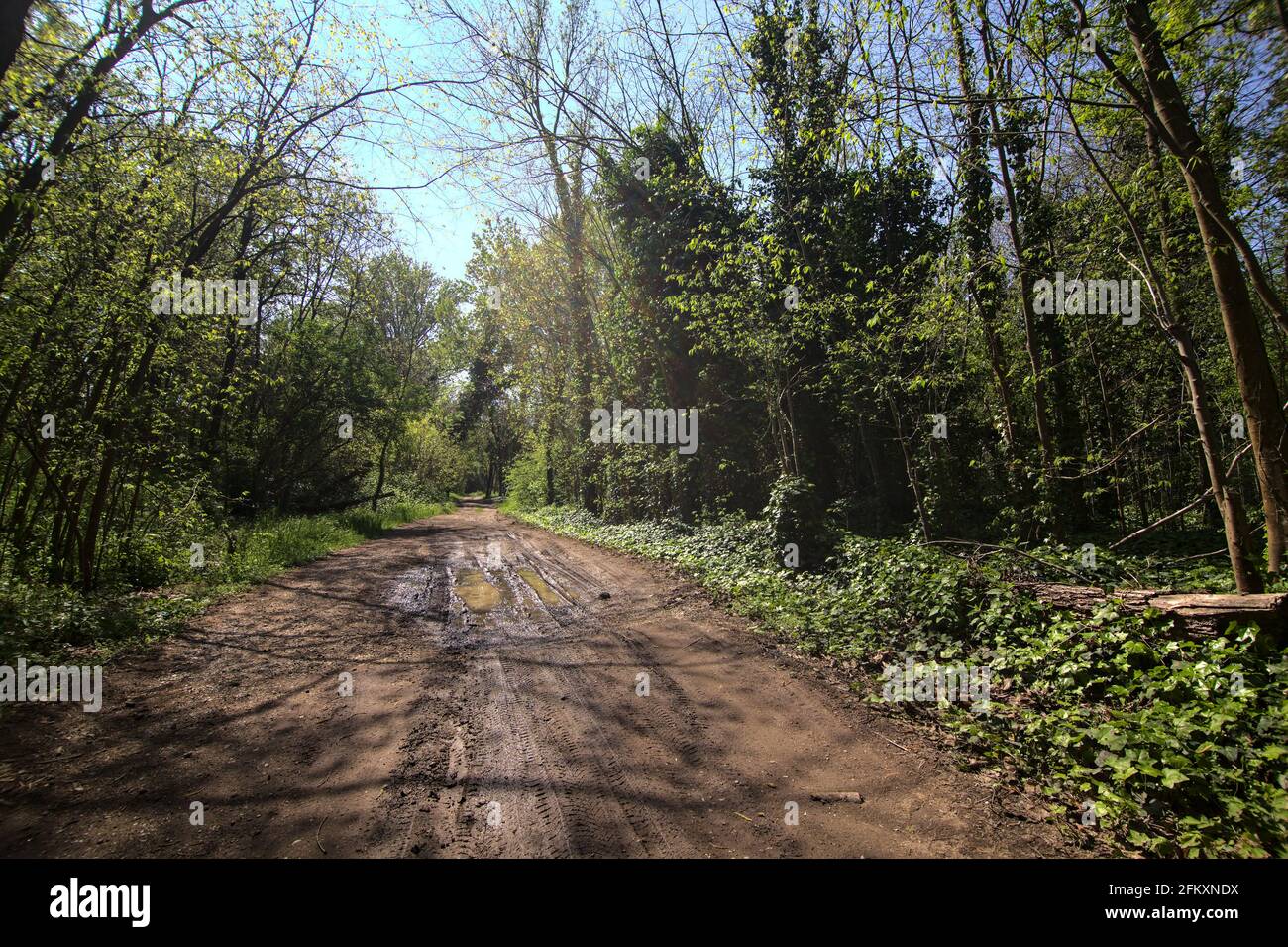 Muddy path in the shade in a park in the italian countryside Stock ...