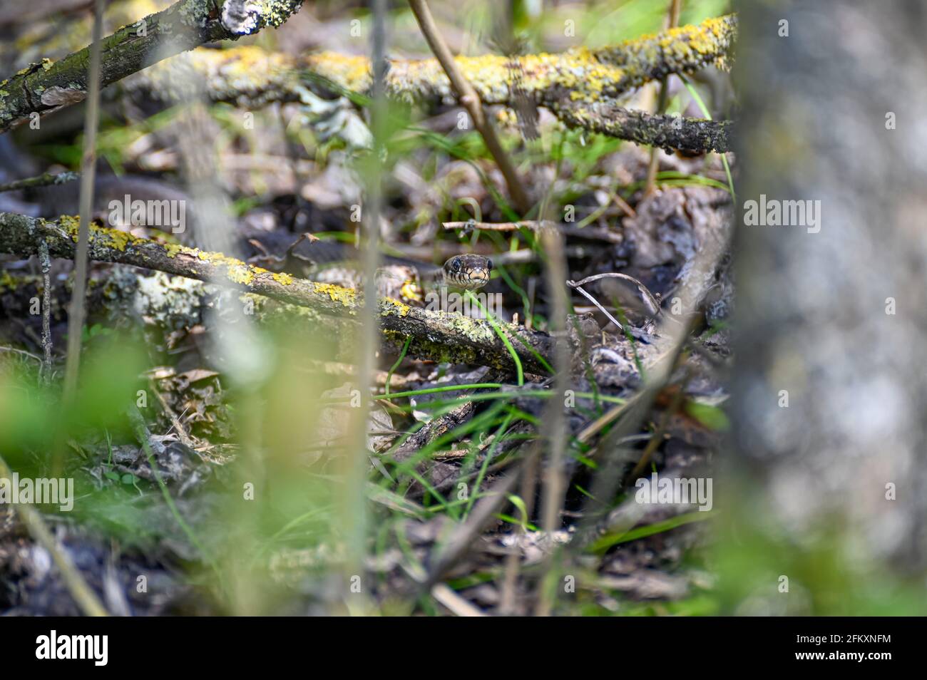 small grass snake a sunny warm day in may Stock Photo - Alamy