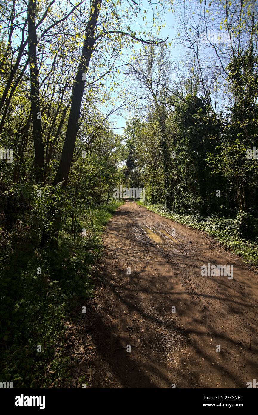 Muddy path in the shade in a park in the italian countryside Stock ...