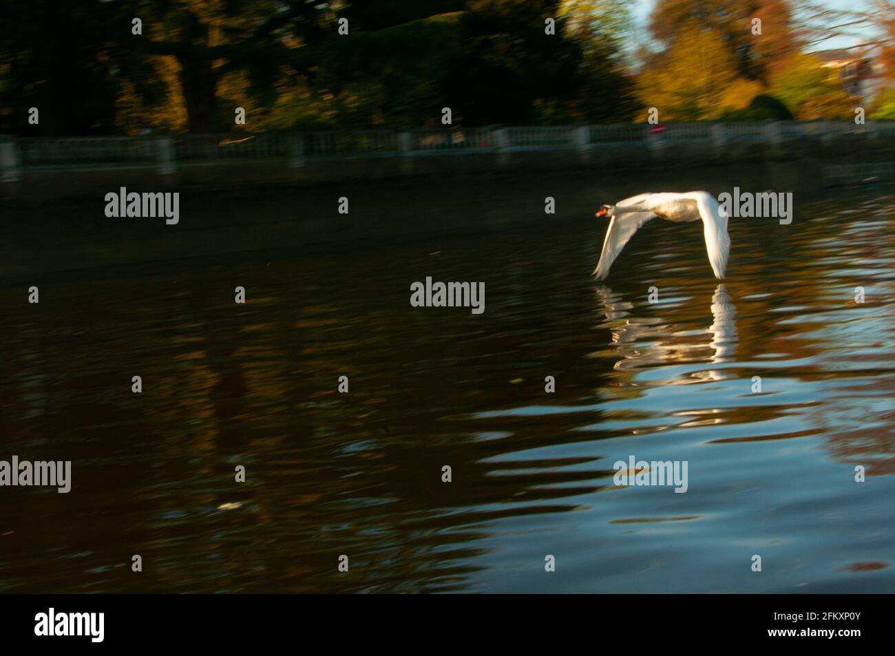 Flight over river trees hi-res stock photography and images - Alamy