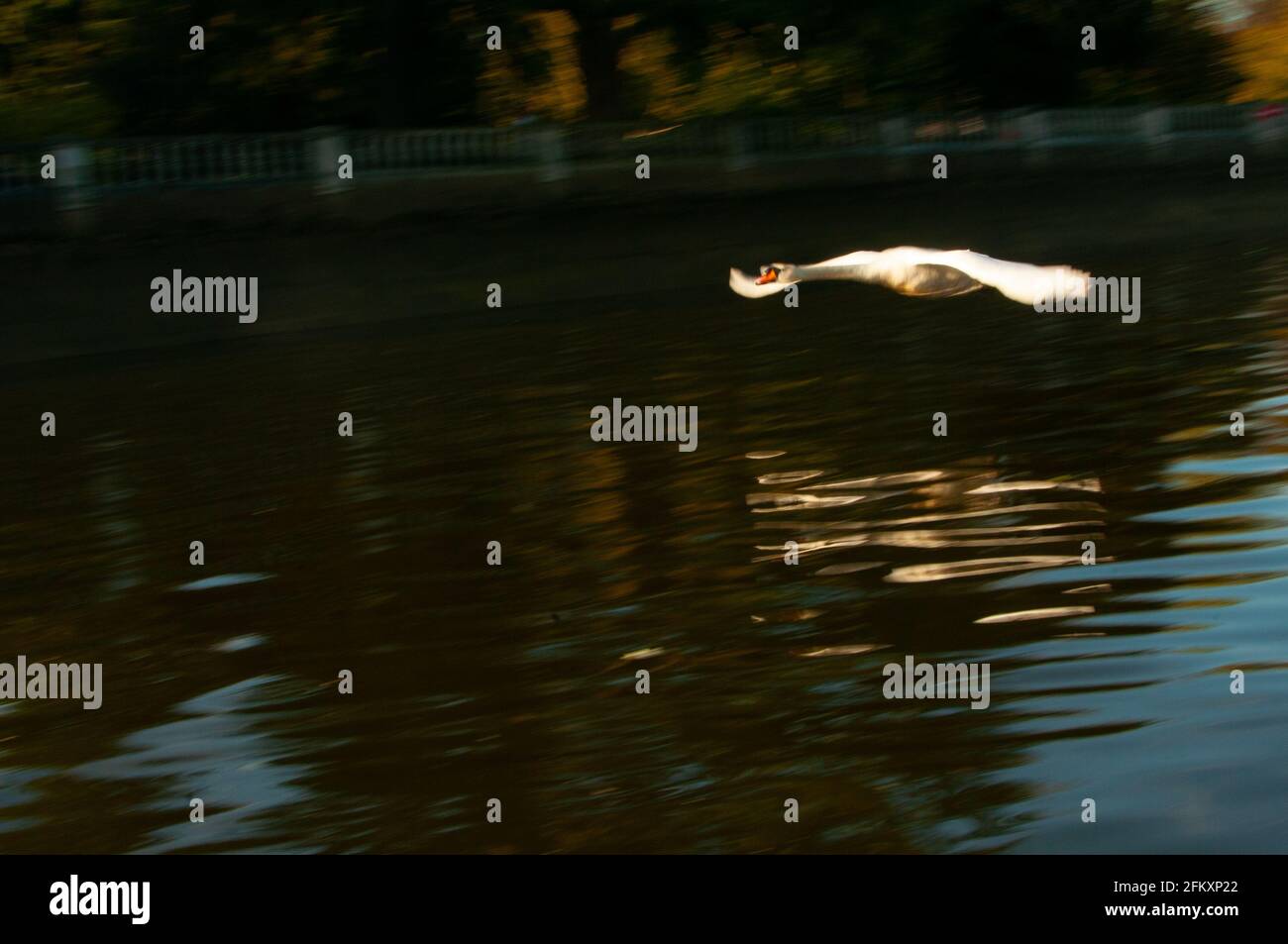 flying swan over river Stock Photo - Alamy