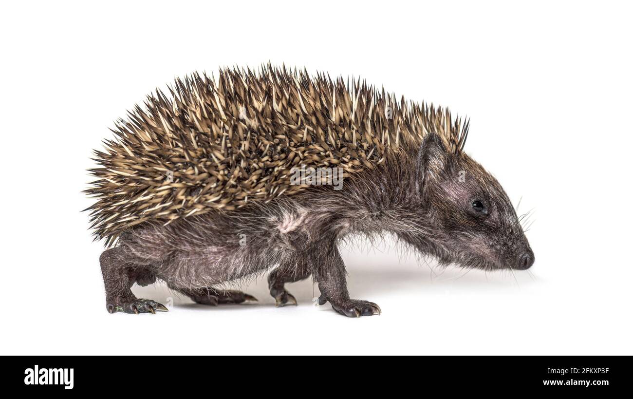 Side view of a Young European hedgehog, isolated on white Stock Photo ...