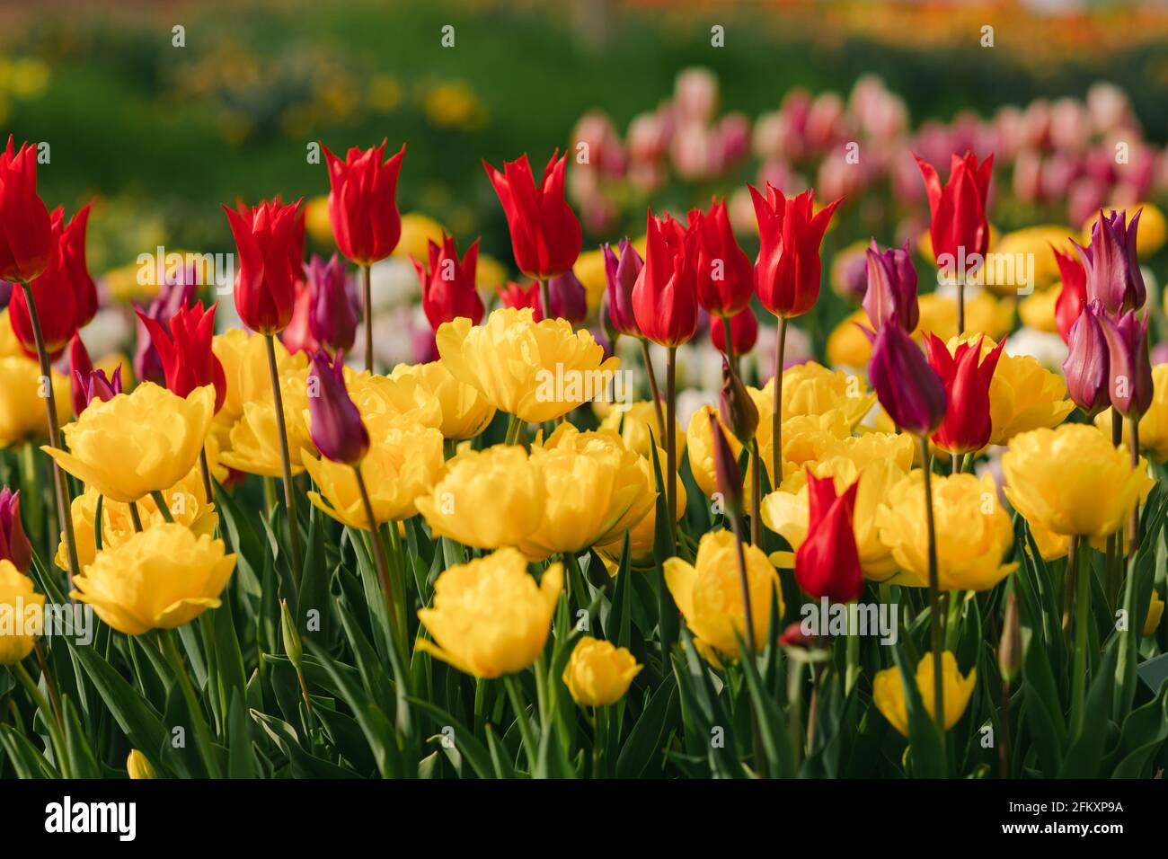 Pointy flowers hi-res stock photography and images - Alamy