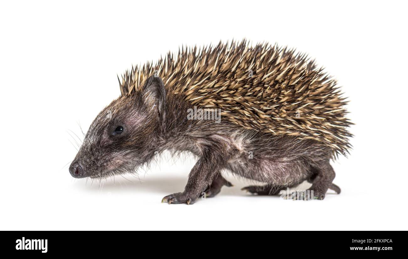 Side view of a Young European hedgehog walking away, isolated on white ...