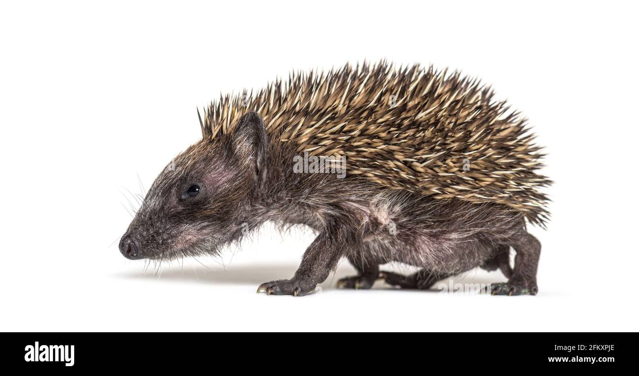 Side view of a Young European hedgehog, isolated on white Stock Photo ...
