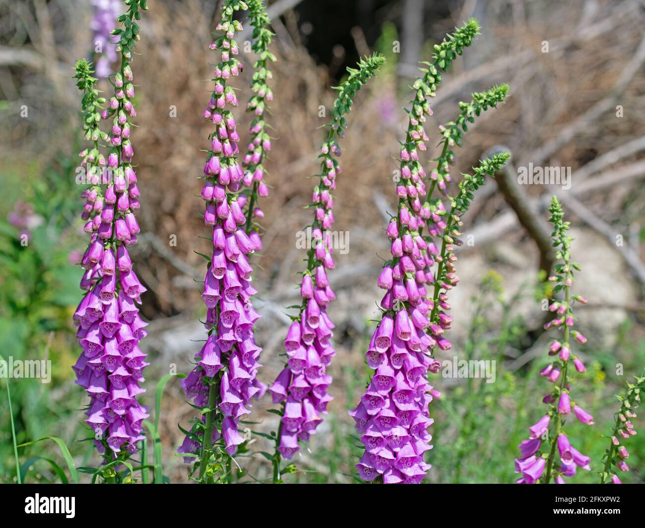 Flowering red foxglove, Digitalis purpurea, in the forest Stock Photo ...