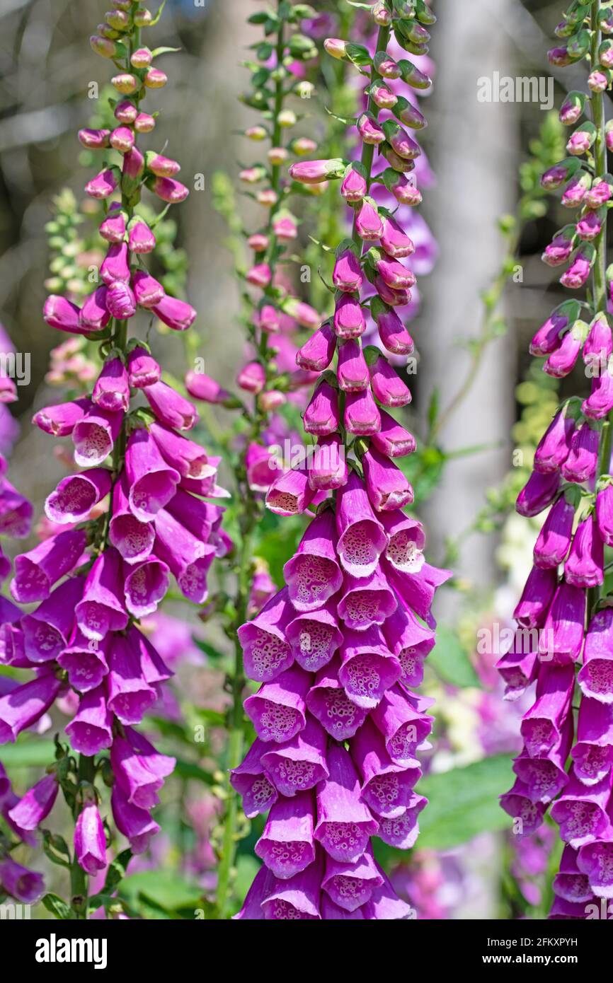 Flowering red foxglove, Digitalis purpurea, in the forest Stock Photo ...