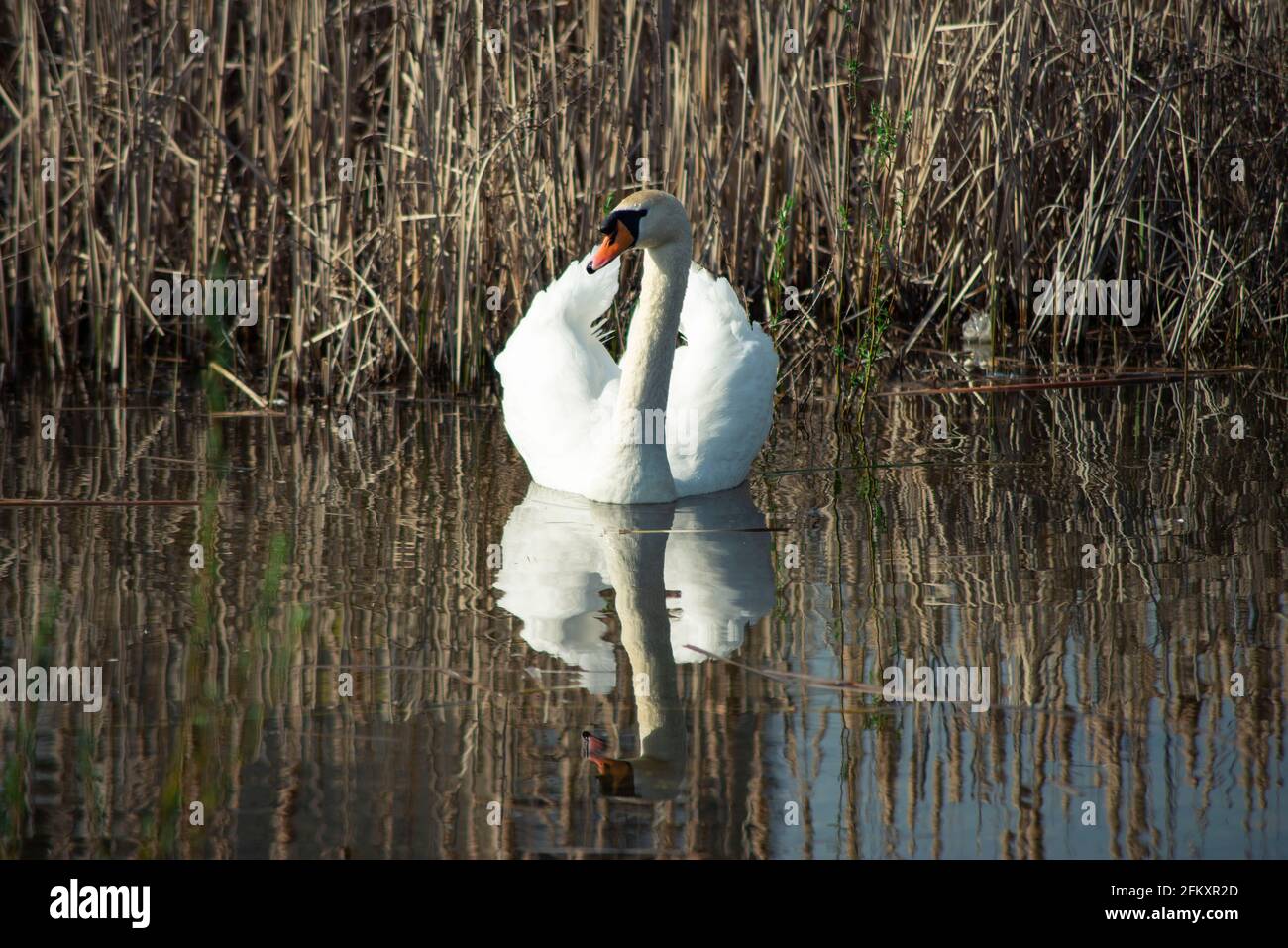 White beak rush hi-res stock photography and images - Alamy