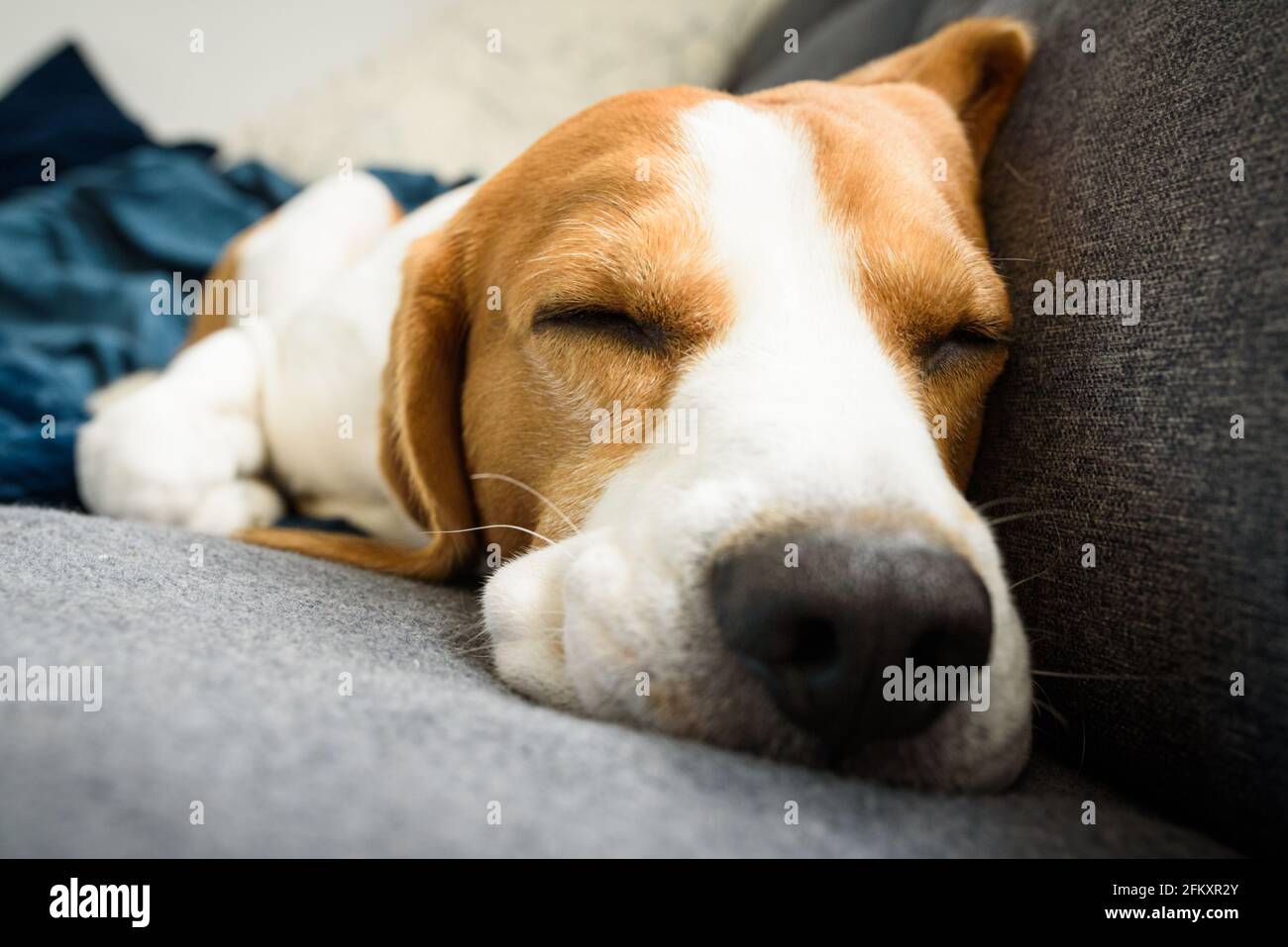 Beagle Sleeps All Day Does Yours