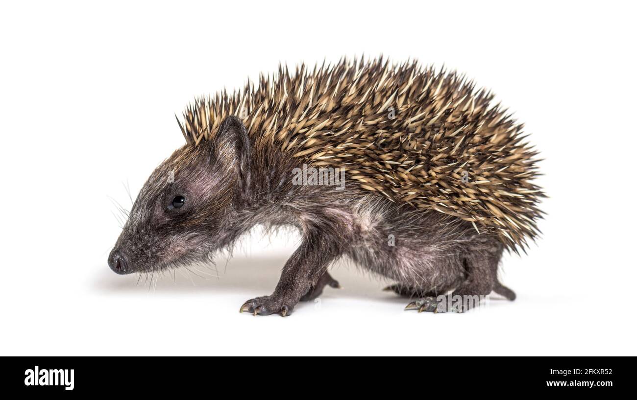 Hedgehog side view hi-res stock photography and images - Alamy