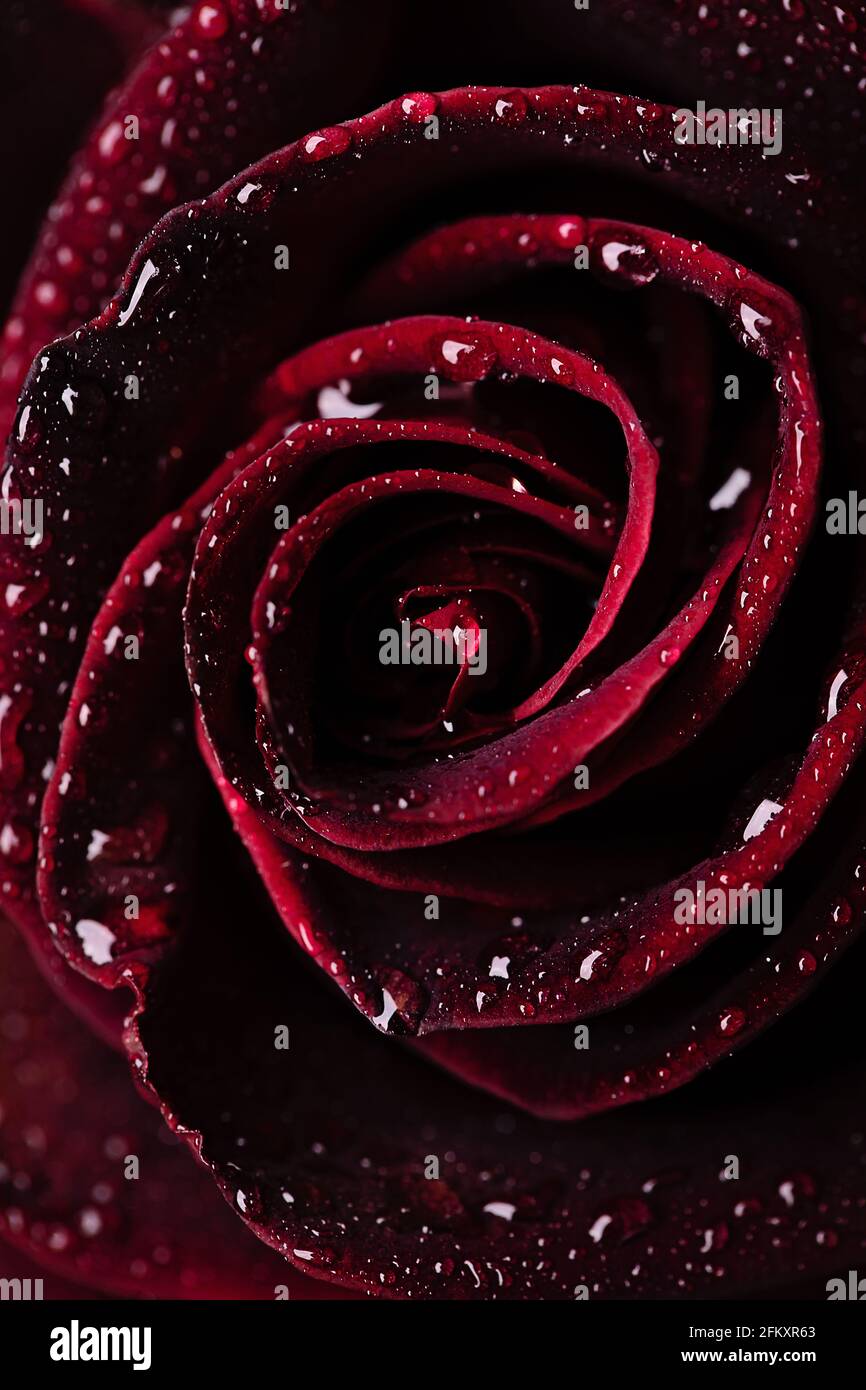 Macro shot of red rose with water drops Stock Photo - Alamy
