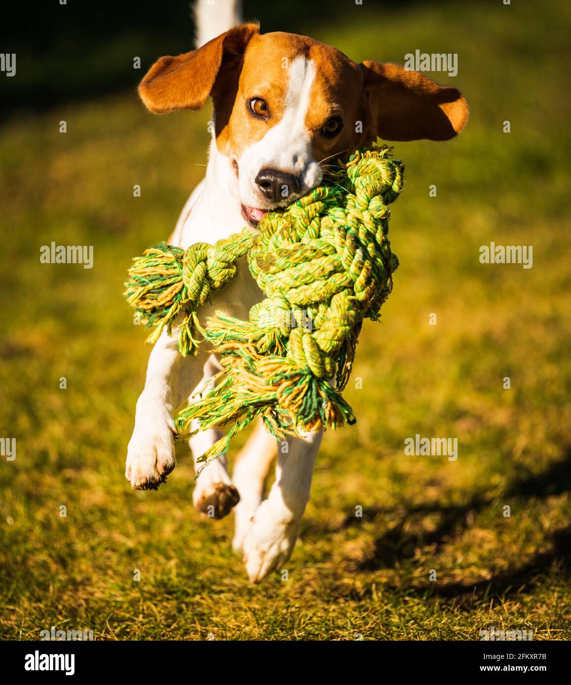 Beagle dog jumping and running with a rope toy outdoor towards the ...