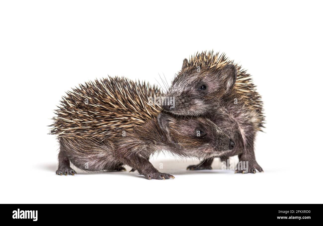 Two baby European hedgehog playing together Stock Photo - Alamy