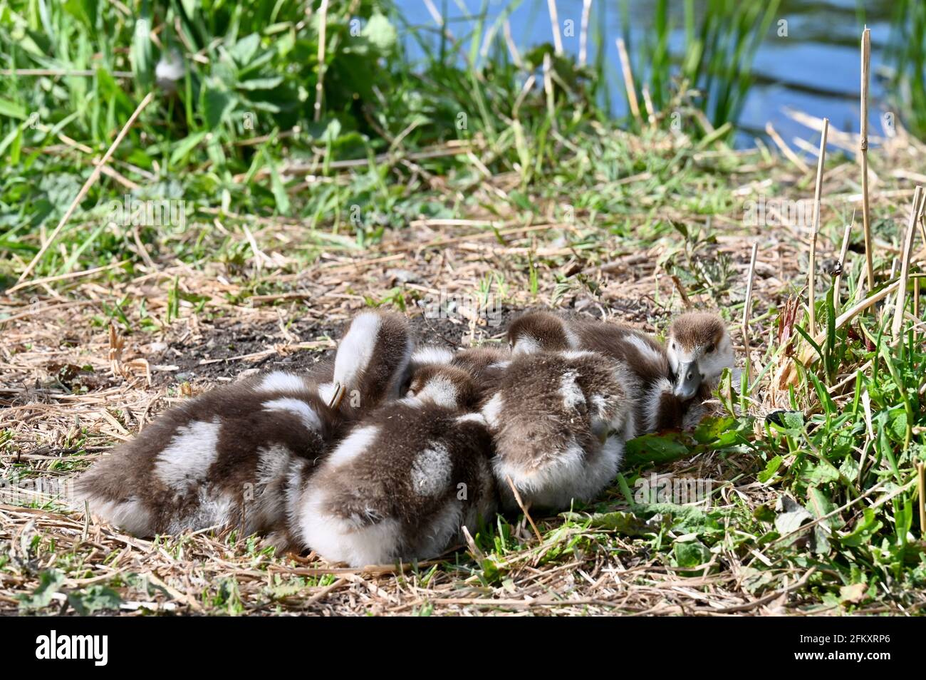 04th may 2021 High Resolution Stock Photography and Images - Alamy