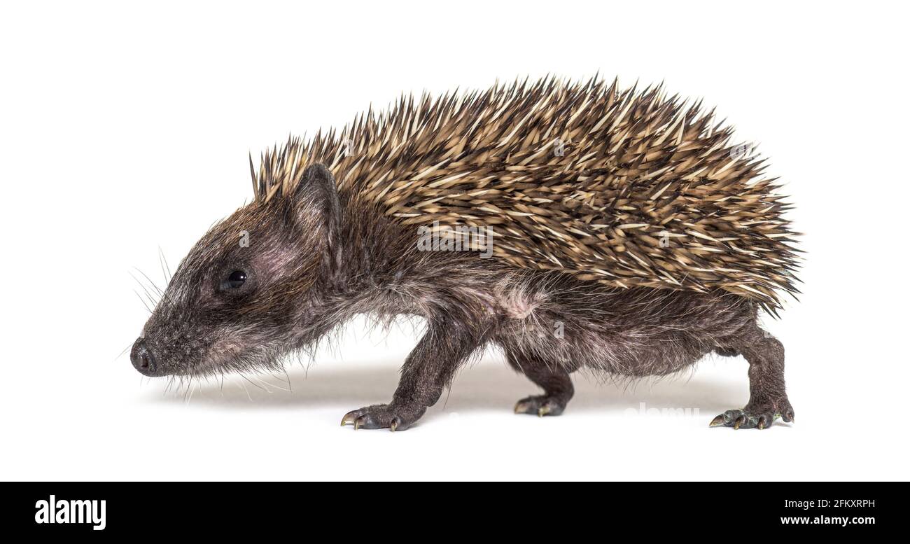 Walking nature european Cut Out Stock Images & Pictures - Alamy