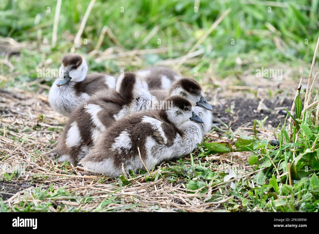 04th may 2021 High Resolution Stock Photography and Images - Alamy