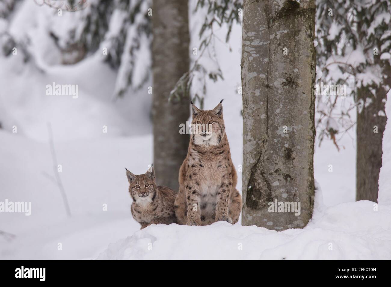 Luchs, Lynx lynx, Eurasian lynx Stock Photo - Alamy