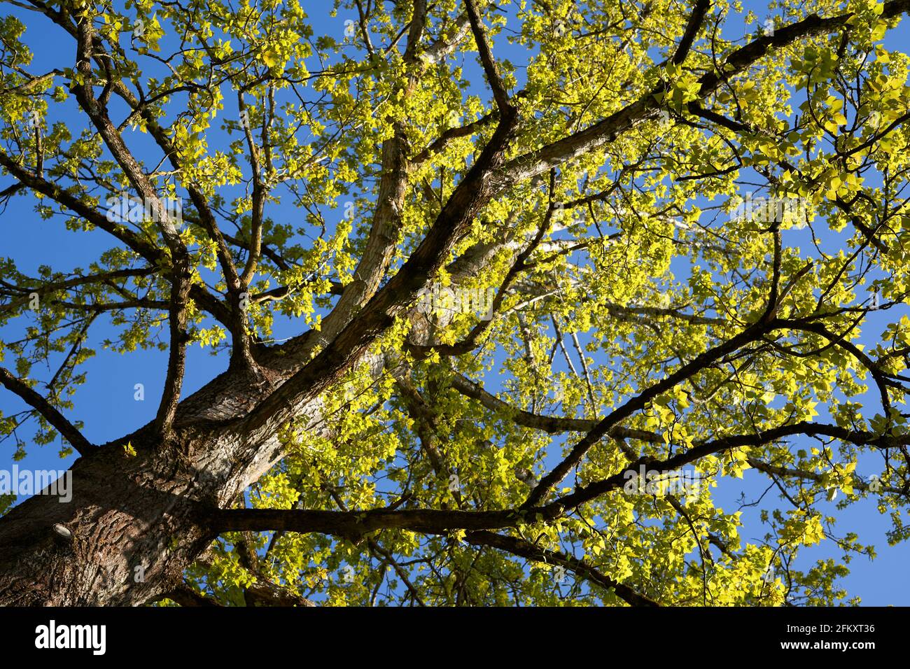 Tree Berlin poplar (Populus x berolinensis, Berliner Pappel) Monumental ...