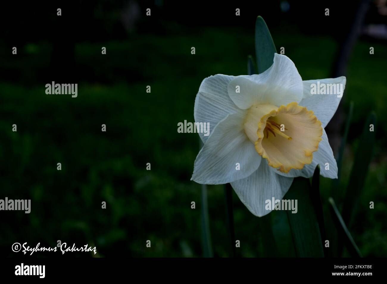 Sari beyaz hi-res stock photography and images - Alamy