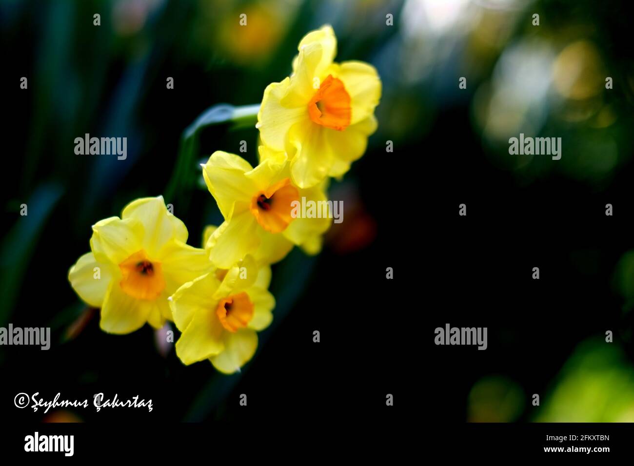 Nergis hi-res stock photography and images - Alamy