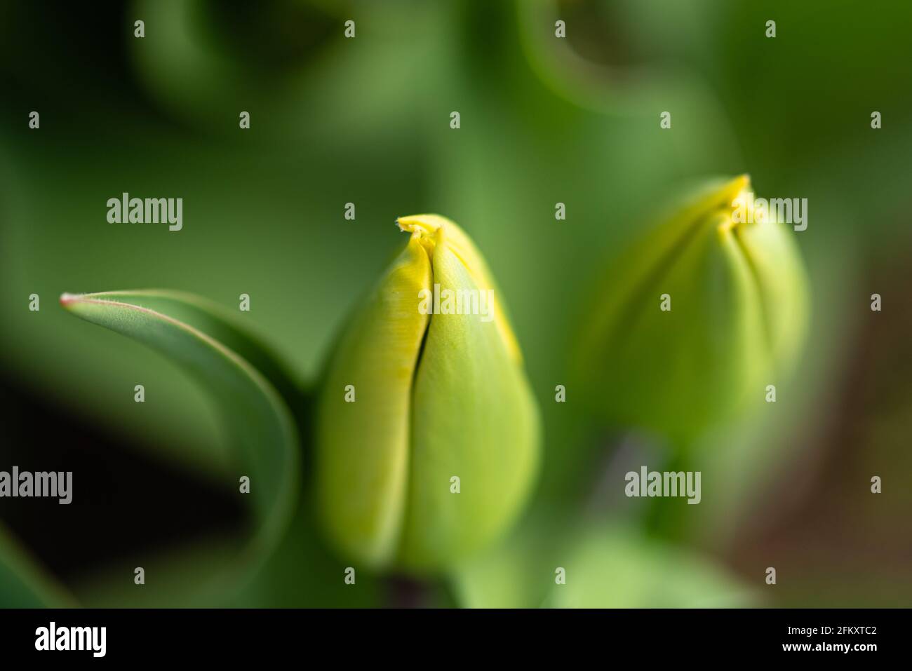 Tulip buds hi-res stock photography and images - Alamy