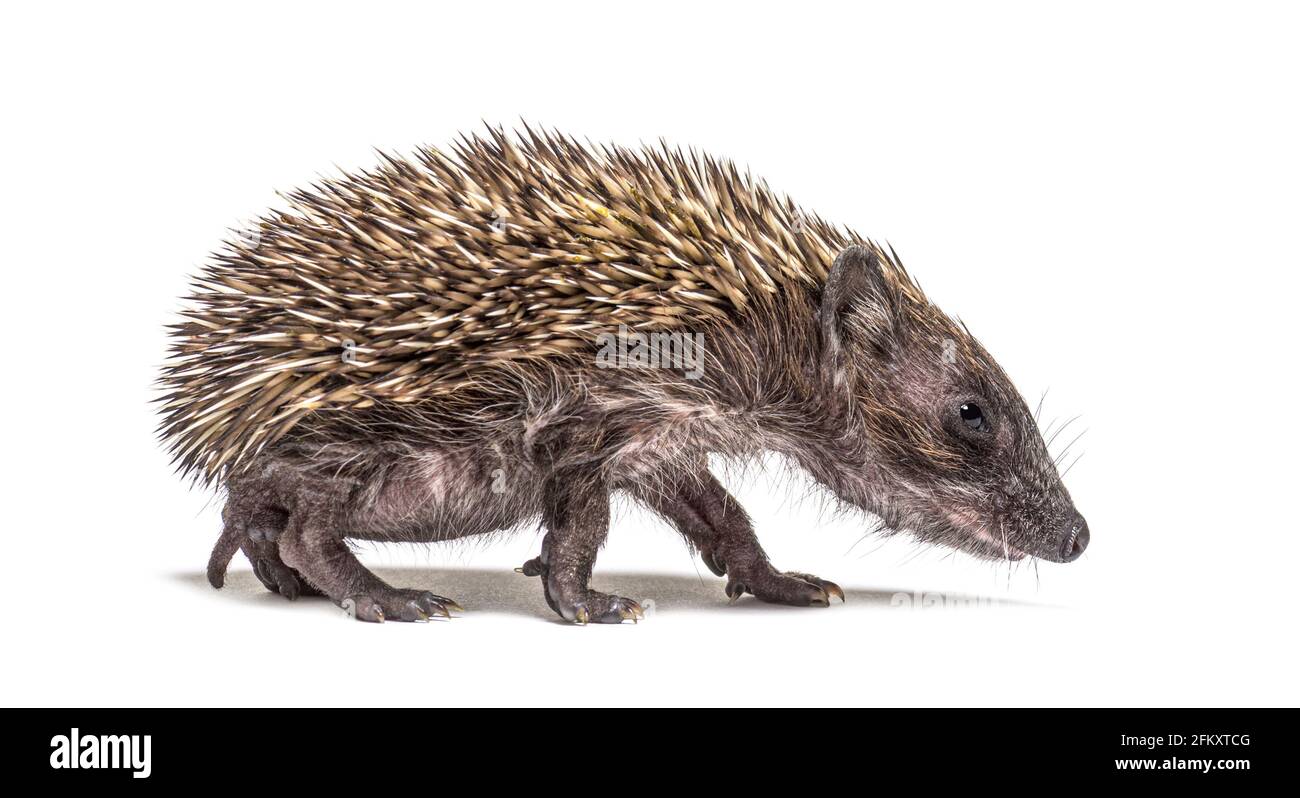 Side view of a baby European hedgehog walking on a white background ...