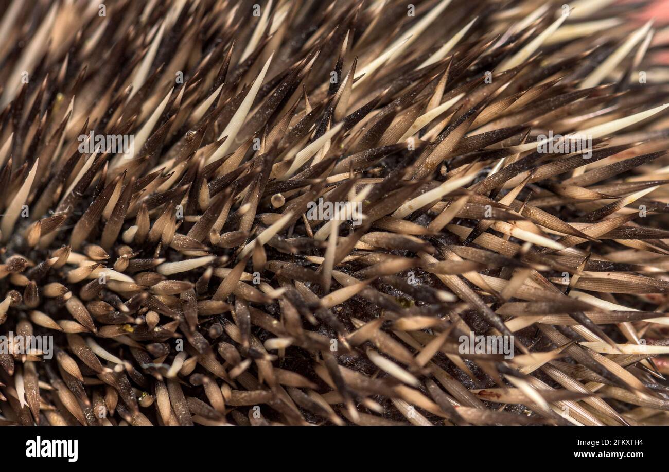 Hedgehog pattern hi-res stock photography and images - Alamy
