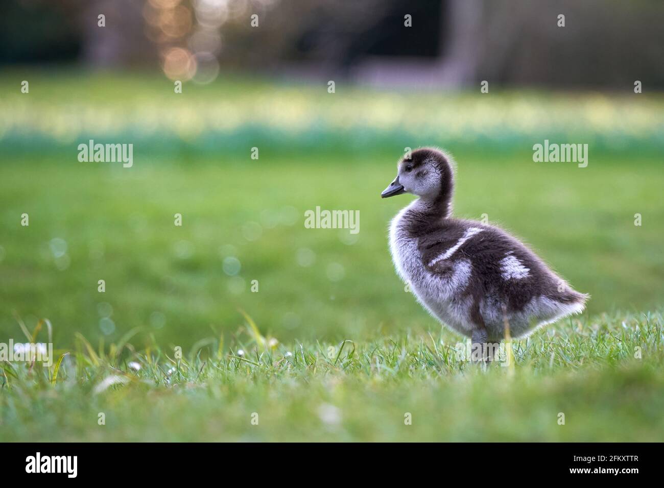Waterbird chick egyptian goose (Alopochen aegyptiacus, Nilgans) on a ...
