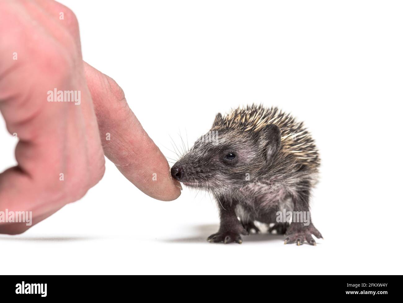 Human hand touching a Young European hedgehog to rescue it Stock Photo ...