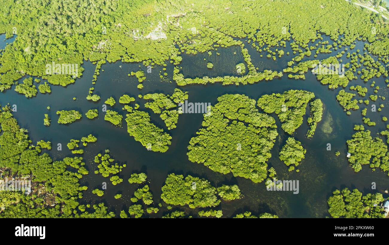 River in tropical mangrove green tree forest top view. Mangrove jungles ...
