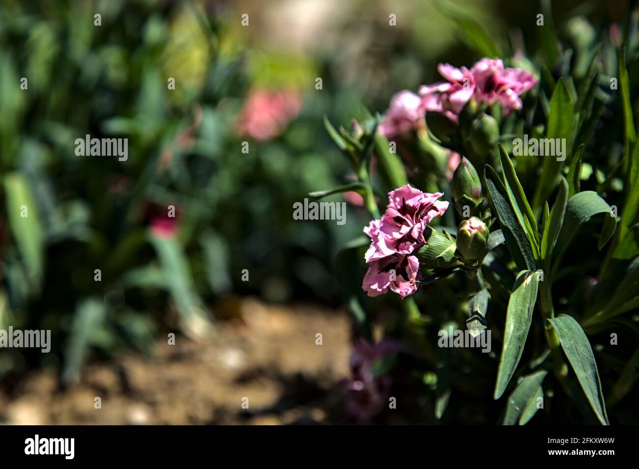 Carnation in different colors with leaves seen up close Stock Photo - Alamy