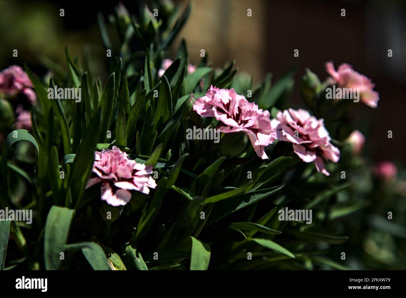 Carnation in different colors with leaves seen up close Stock Photo - Alamy
