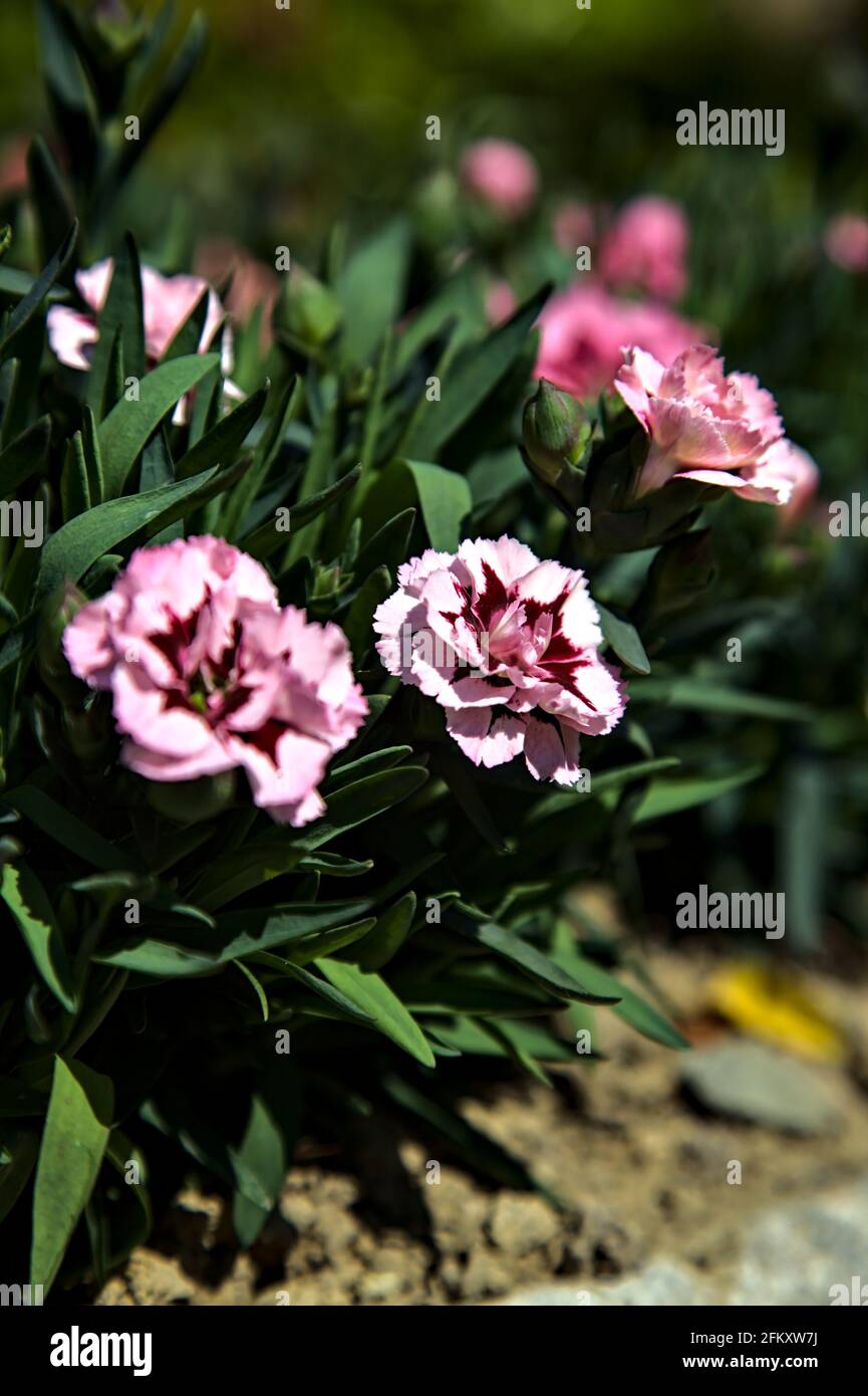 Carnation in different colors with leaves seen up close Stock Photo - Alamy