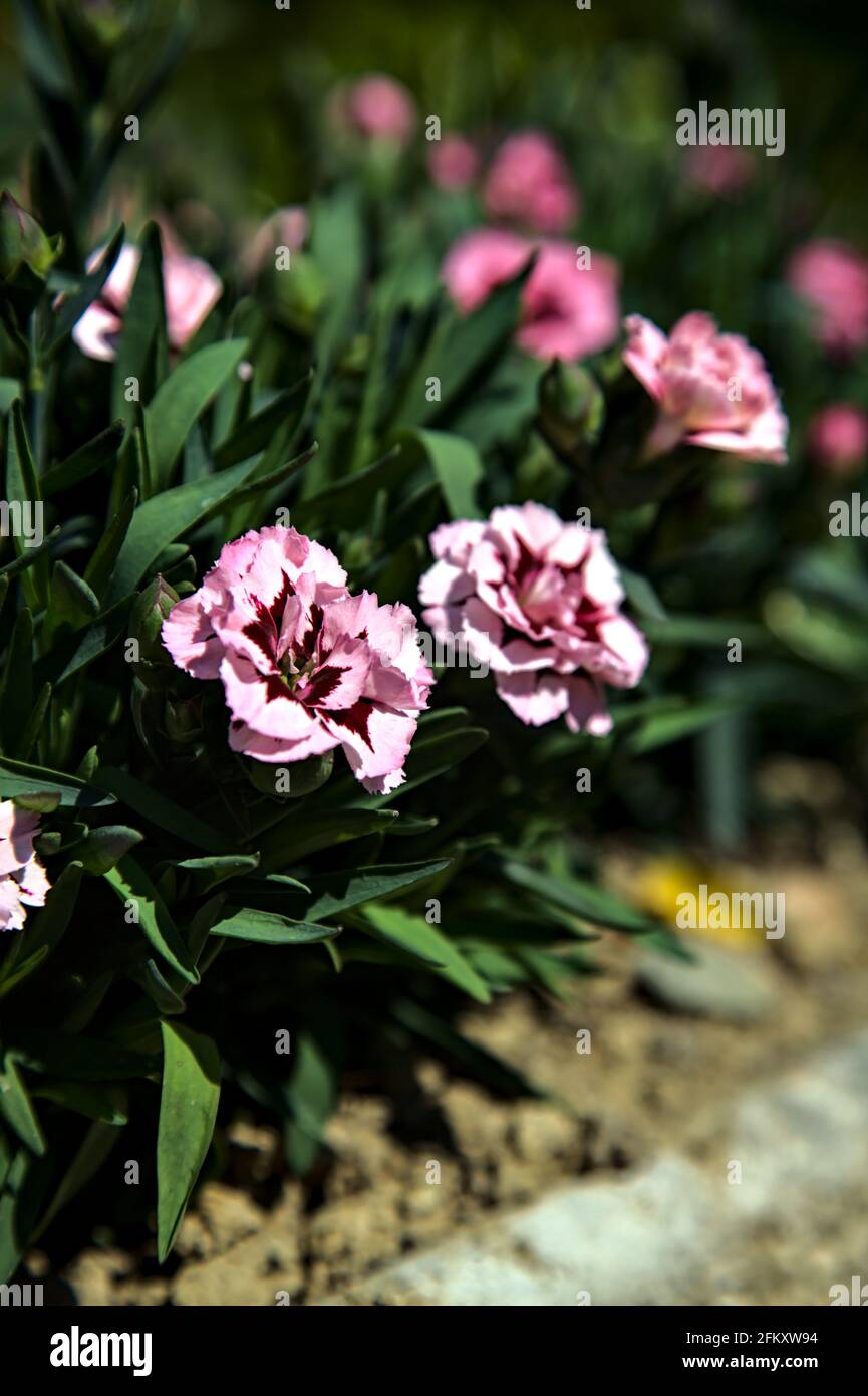 Carnation in different colors with leaves seen up close Stock Photo - Alamy