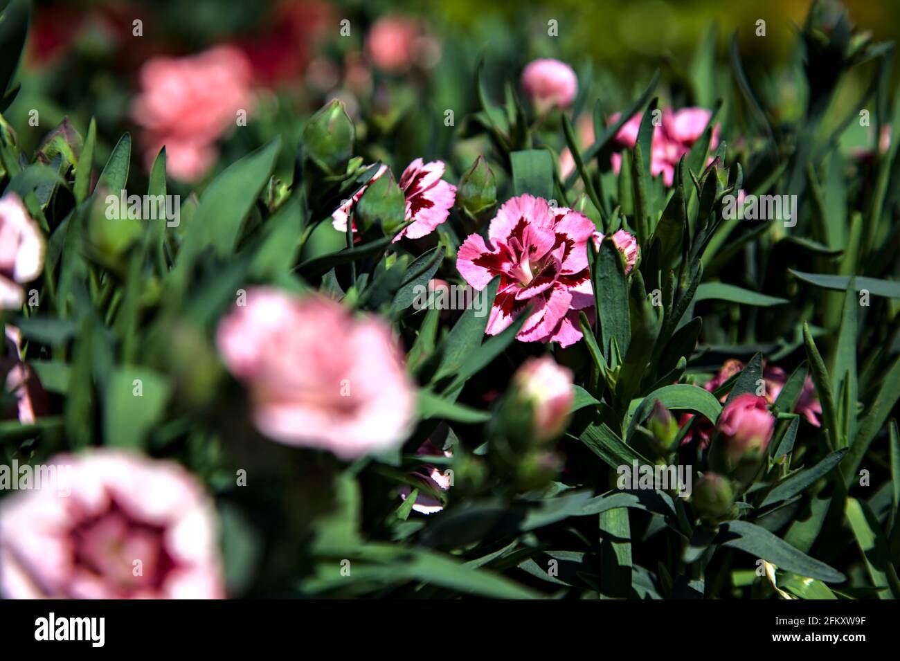 Carnation in different colors with leaves seen up close Stock Photo - Alamy